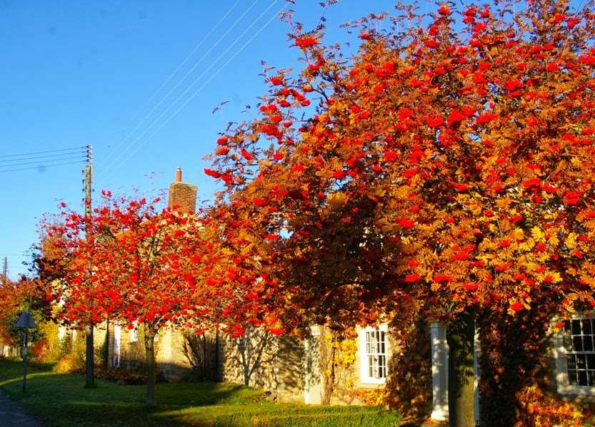 John Grimshaw's Garden Diary: Celebrating Sorbus