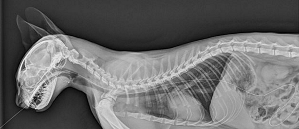 Nachtmerries van een dierenarts