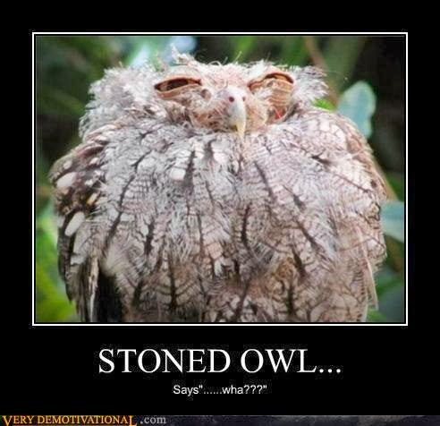 16 Funny Owl Memes - For Fum And Interesting Articles | Feafum