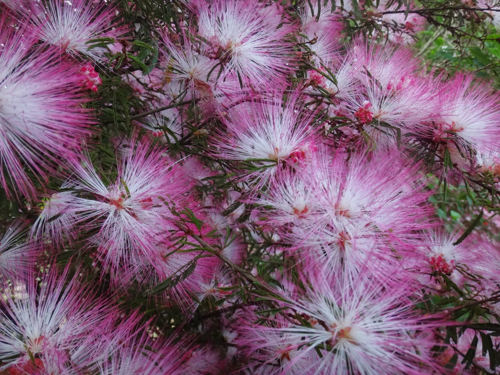 Uma flor por dia: Caliandra-rosa