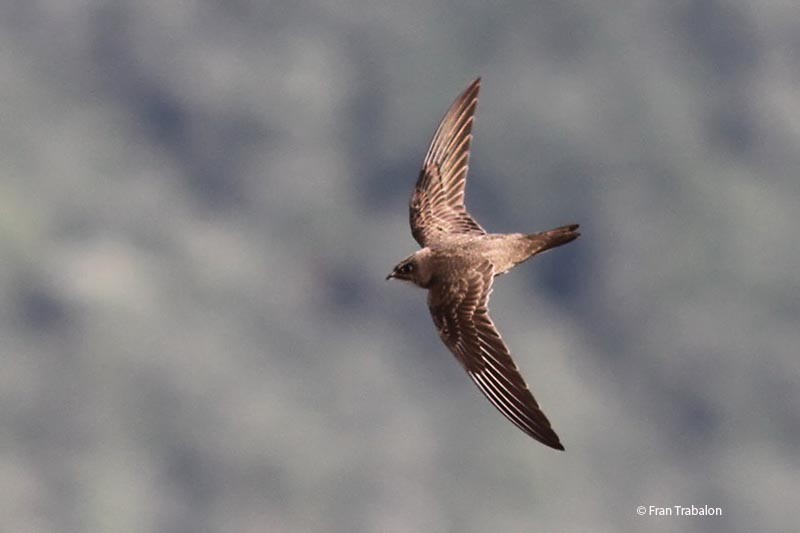 ZAGROS NATURE IMAGES: Alpine Swift