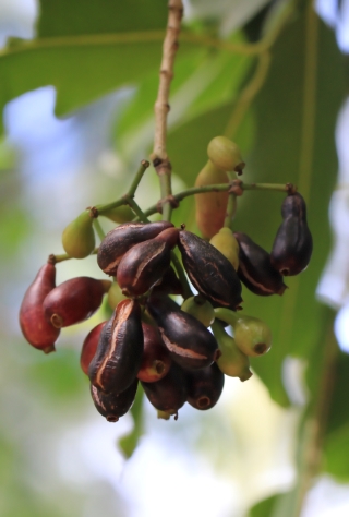 NOS RECETTES: Le Jamblon, c'est quoi