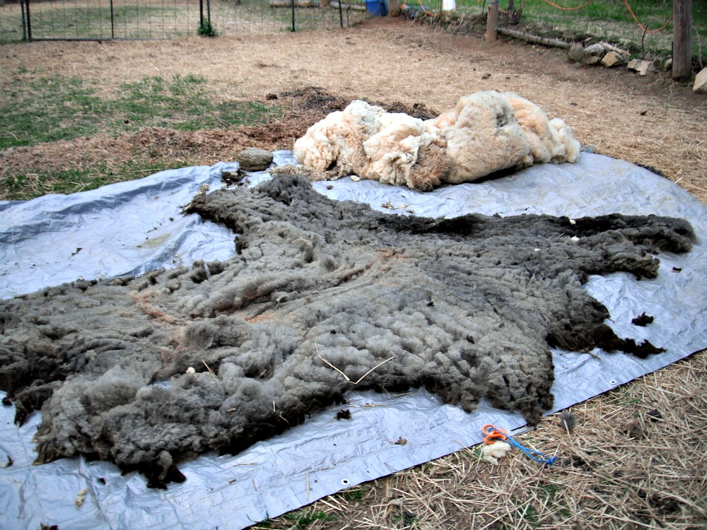 Day by Day: On the Farm | Sheep Shearing