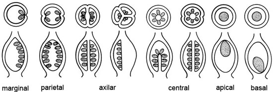 MORFOLOGIA E TAXONOMIA VEGETAL : agosto 2015