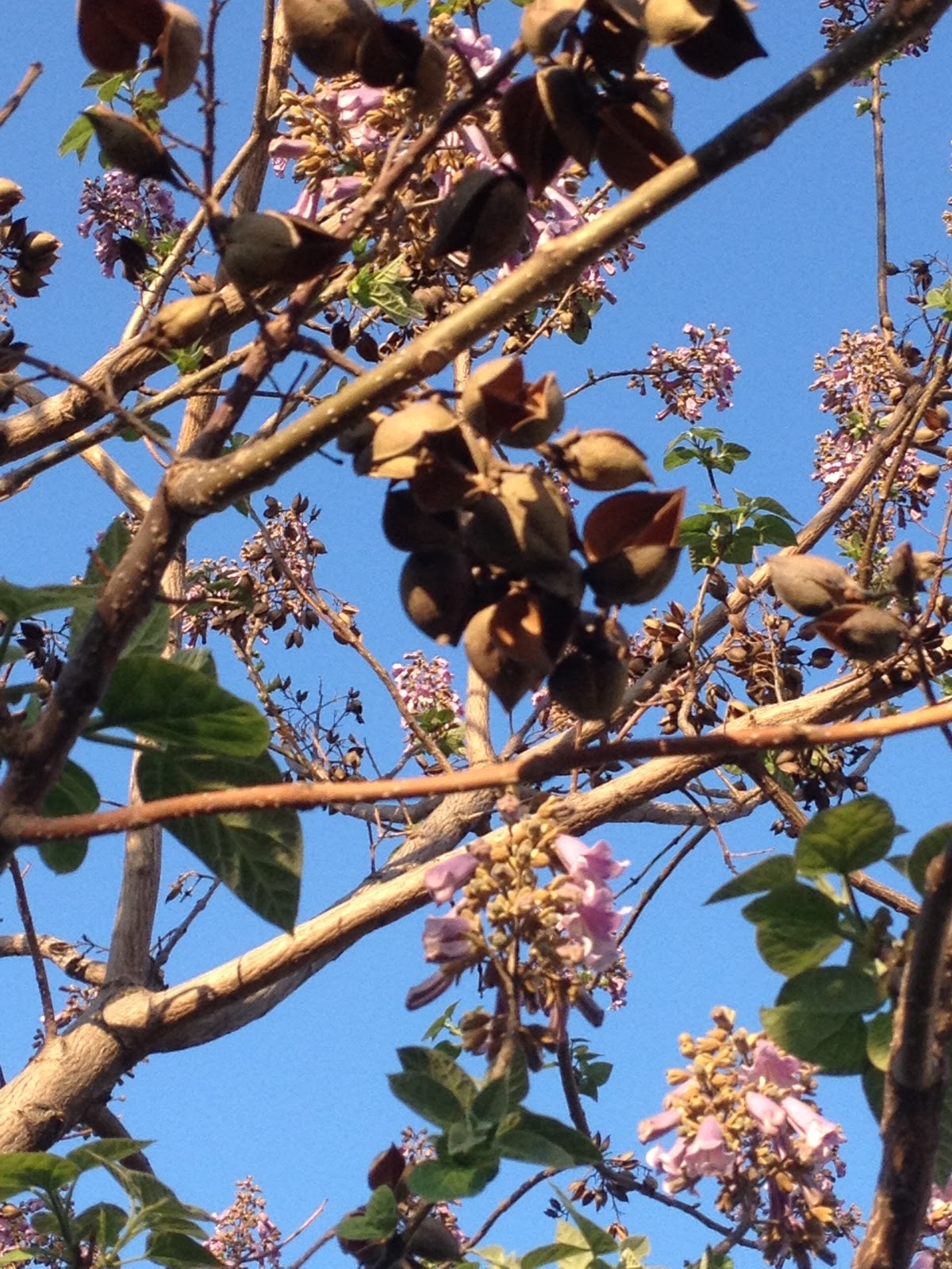 PHILLY TREES: THE EMPRESS TREE, THE PRAIRIE BANANA AND THE HARDY ORANGE