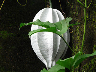 AIBI Allied Farms Products Limited: Fluted Pumpkin (Telfairia Occidentalis)