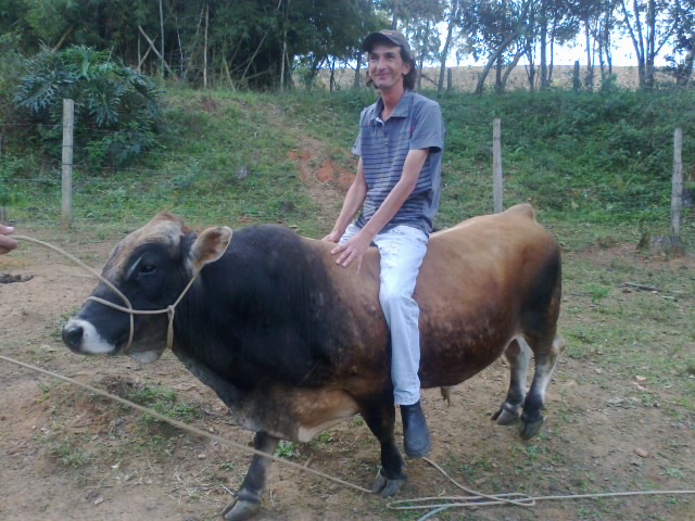 SÍTIO MORADA DAS AVES: Mini Touro "Cazuza" Manso de Sela