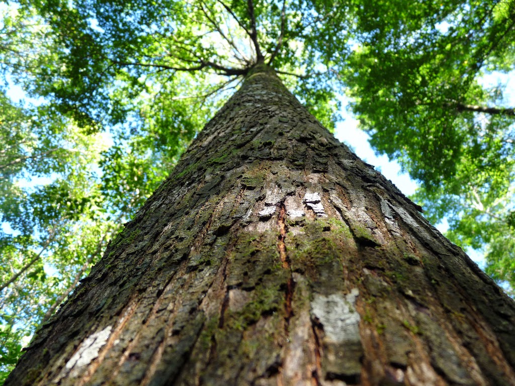 ECOSISTEMAS DE COSTA RICA: REFUGIO NACIONAL DE VIDA SILVESTRE MIXTO ...