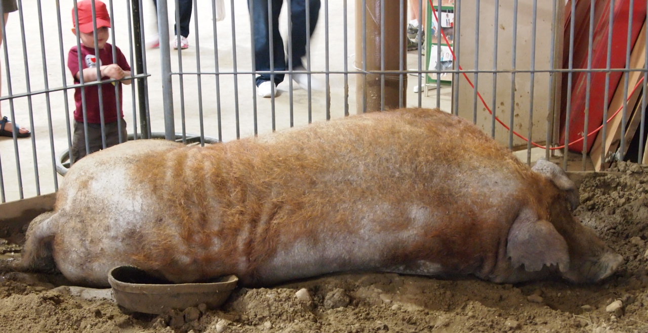 The Pocahontas Files: Flashback: The Ohio State Fair