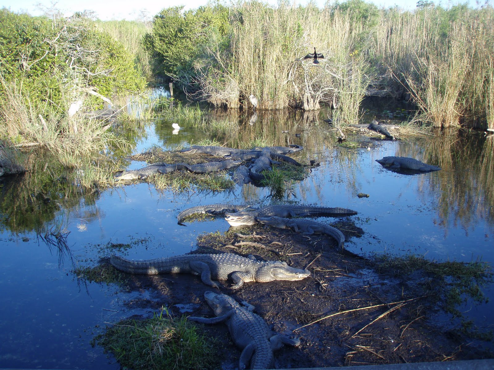 One Day in America: Anhinga Trail in Everglades National Park