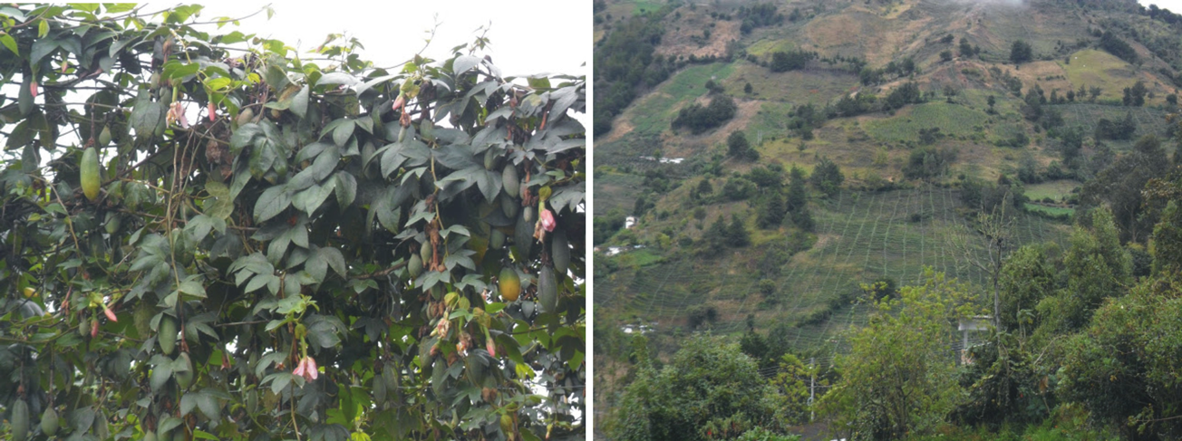 MAICES DEL NANSA: ¿LA CURUBA EN CADES?