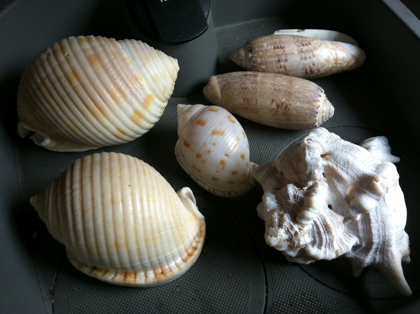 Lenten Fridays: Seashell Break