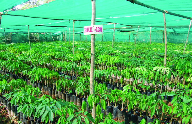 SAGAR RUBBER NURSERY