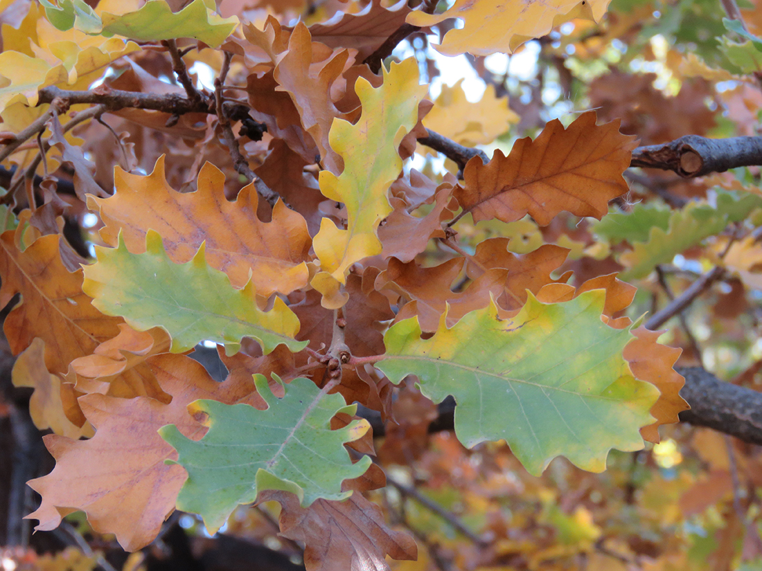 Á R B O L E S (T R E E S) y P A L M E R A S (P A L M S): Quercus ...