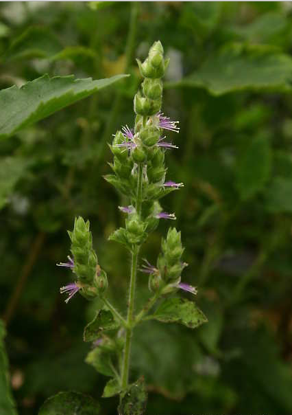 Patchouli Plant Pogostemon Cablin Benth Review | Plant World