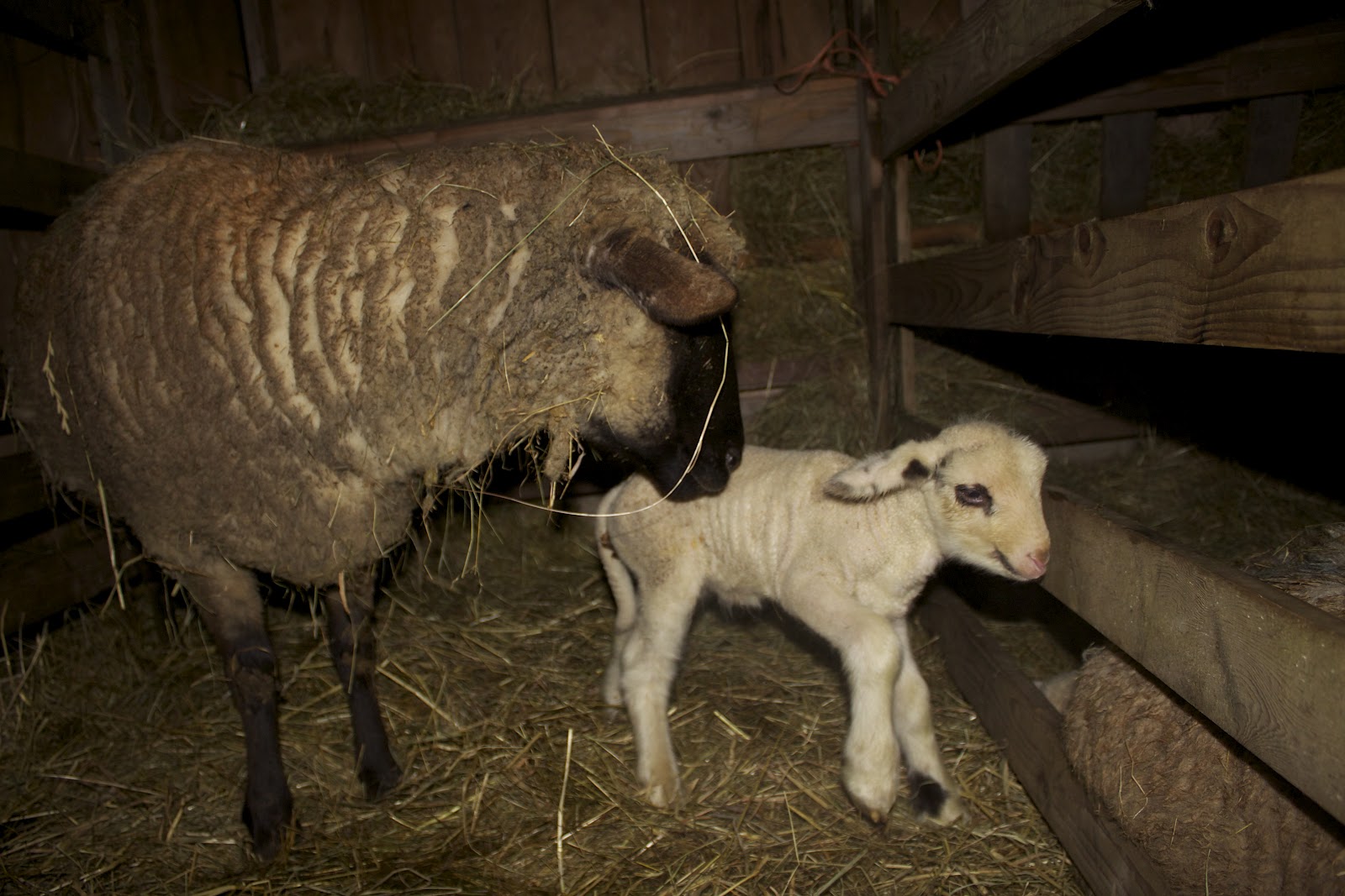 Bandit Stole my Heart: The life of sheep