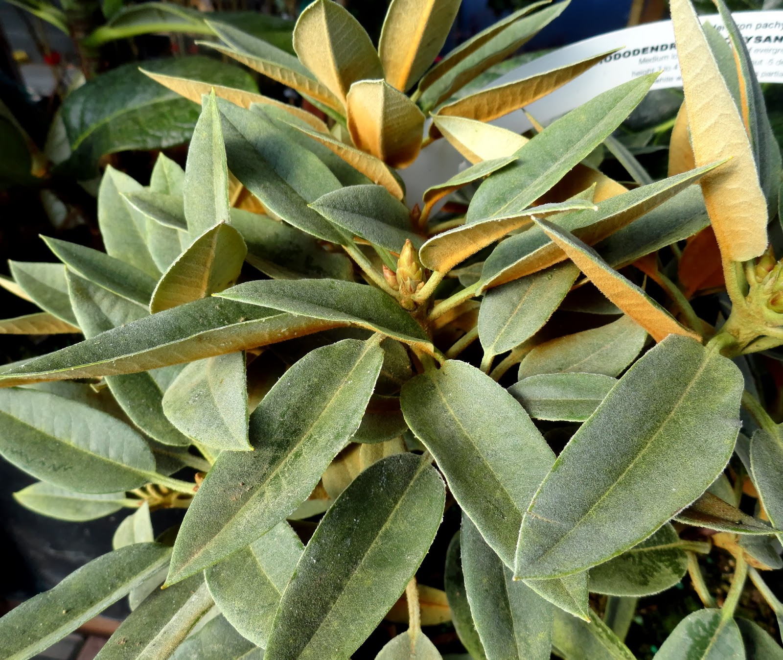 danger garden: Rhododendron lust