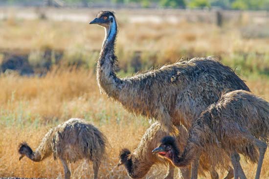 Insular Dwarfism and Gigantism: Australian Dwarf Emus