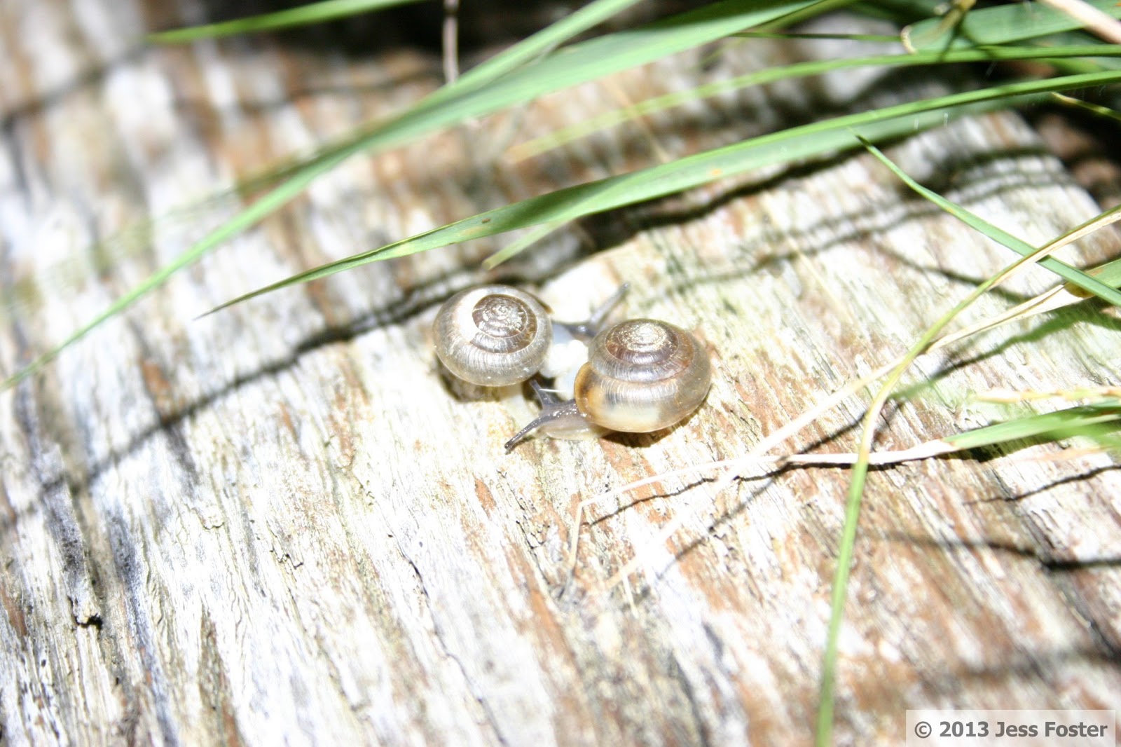 Sluggin' Along: Some Enchanted Evening: Mating Three-toothed Snails
