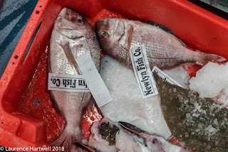 Through the Gaps! - Newlyn Fishing News: A little on the chilly side on ...