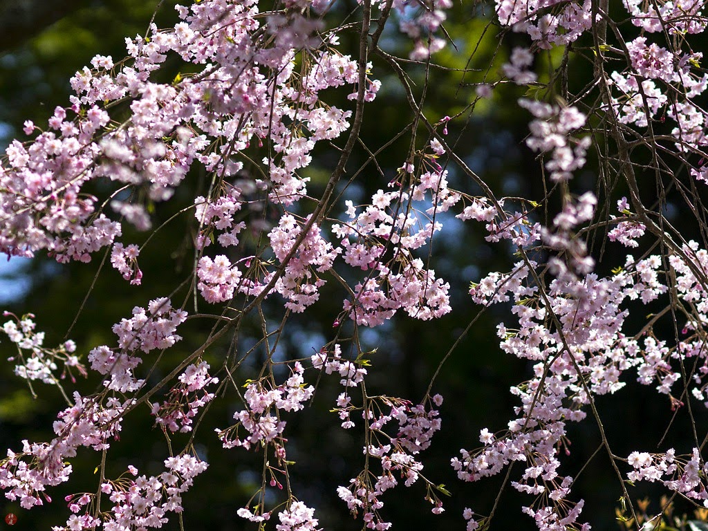 FROM THE GARDEN OF ZEN: Shidare-zakura (Prunus pendula f. pendula ...