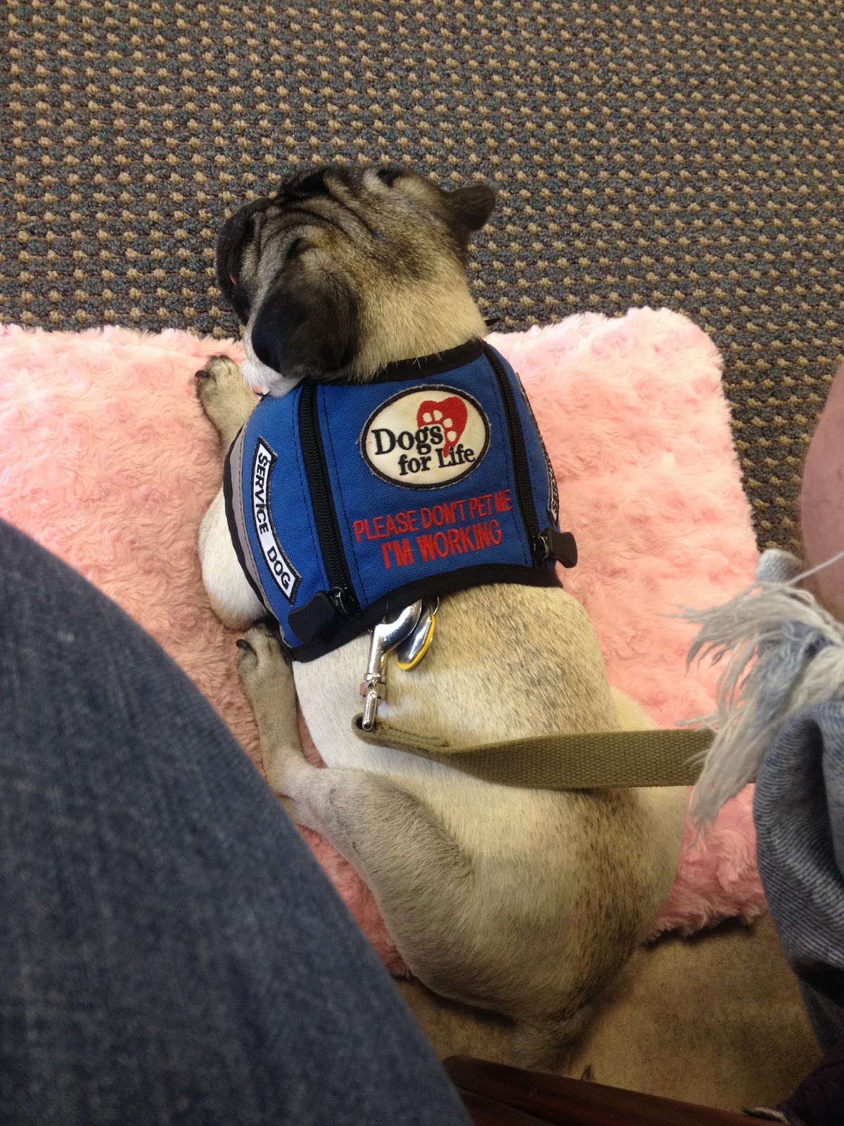 Pia Pia, a Pug with a Purpose..: We Need to Work Together – Shelters ...