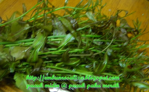 Embun ♥ Kaseh ♥ Rosaliza: PUCUK MIDIN @ PUCUK PAKU MERAH