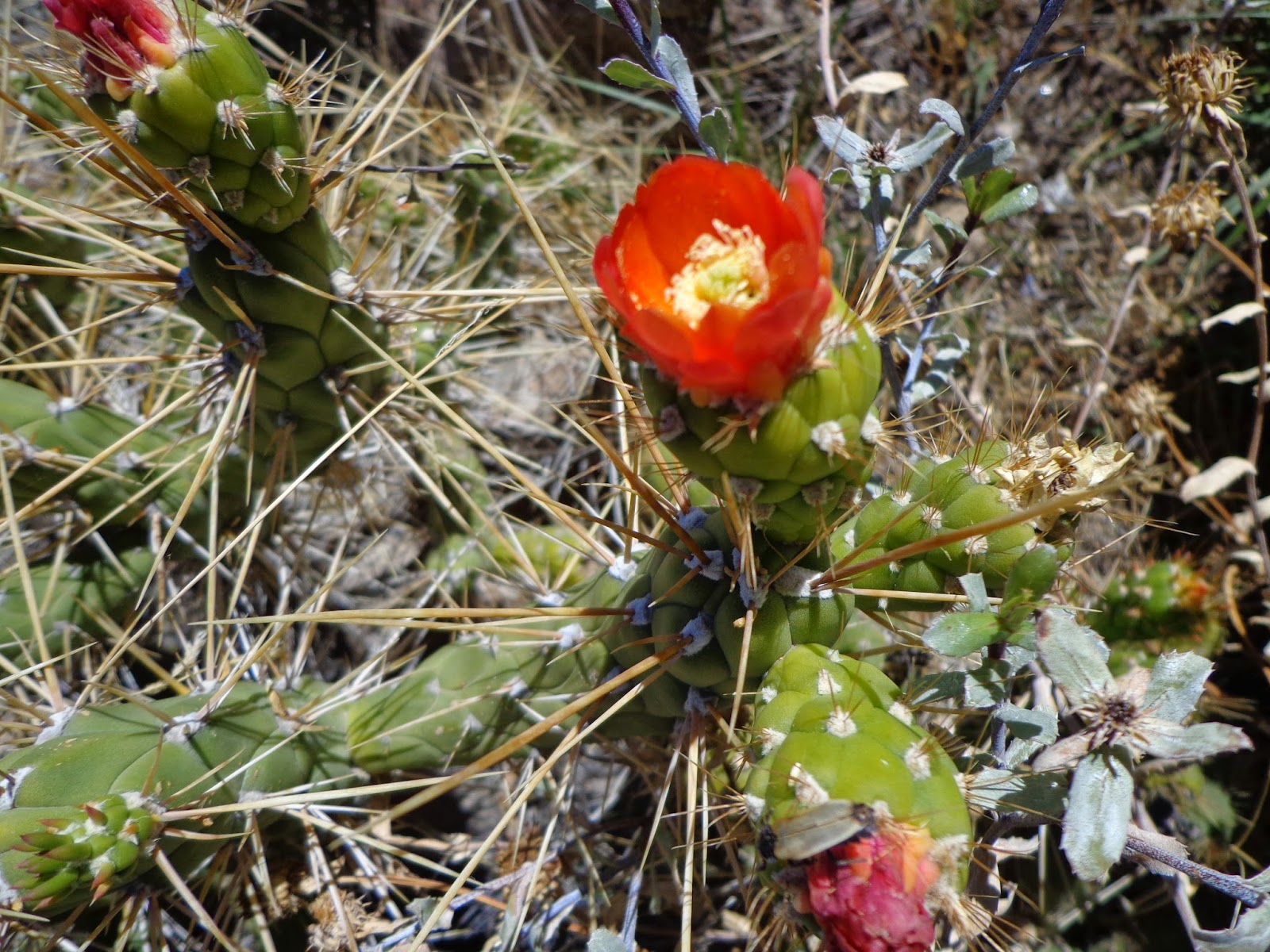 Paisajes y Jardines: Colca