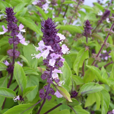 Mengenal Tanaman Selasih, Tanaman yang Mirip dengan Kemangi - Lim Corporation