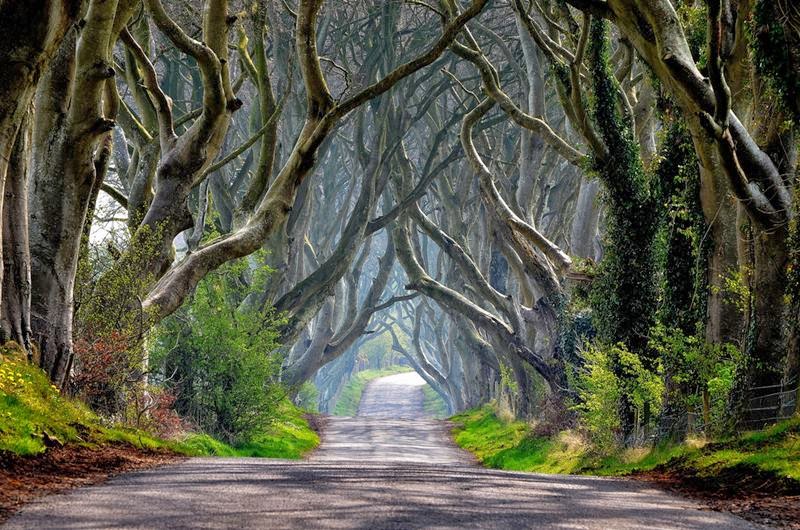 Ritebook: The Dark Hedges | The Most Photographed Natural Phenomena in ...