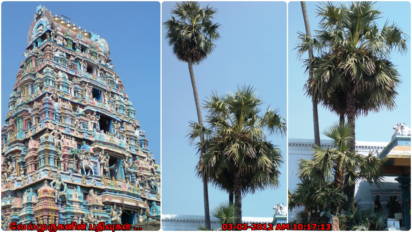 Cheyyar - Tiruvothur - Exploring My Life