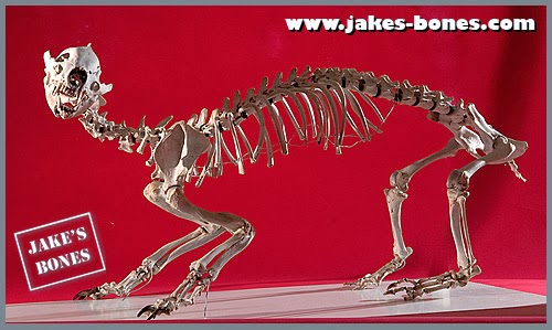 How I rearticulated my badger skeleton, part one : Jake's Bones
