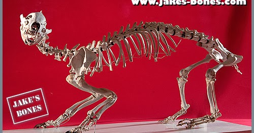 How I rearticulated my badger skeleton, part one : Jake's Bones