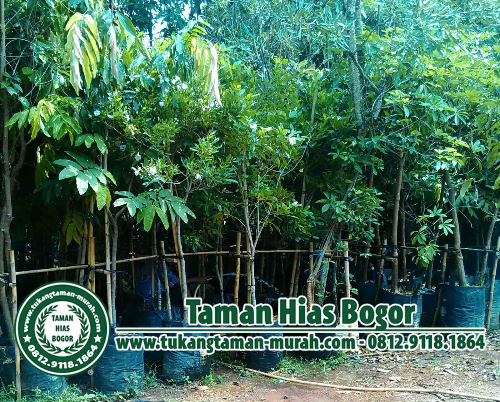 JUAL POHON TABEBUYA PINK | JUAL POHON PELINDUNG | TUKANG TAMAN | TUKANG ... JUAL POHON TABEBUYA PINK | JUAL POHON PELINDUNG | TUKANG TAMAN | TUKANG ...