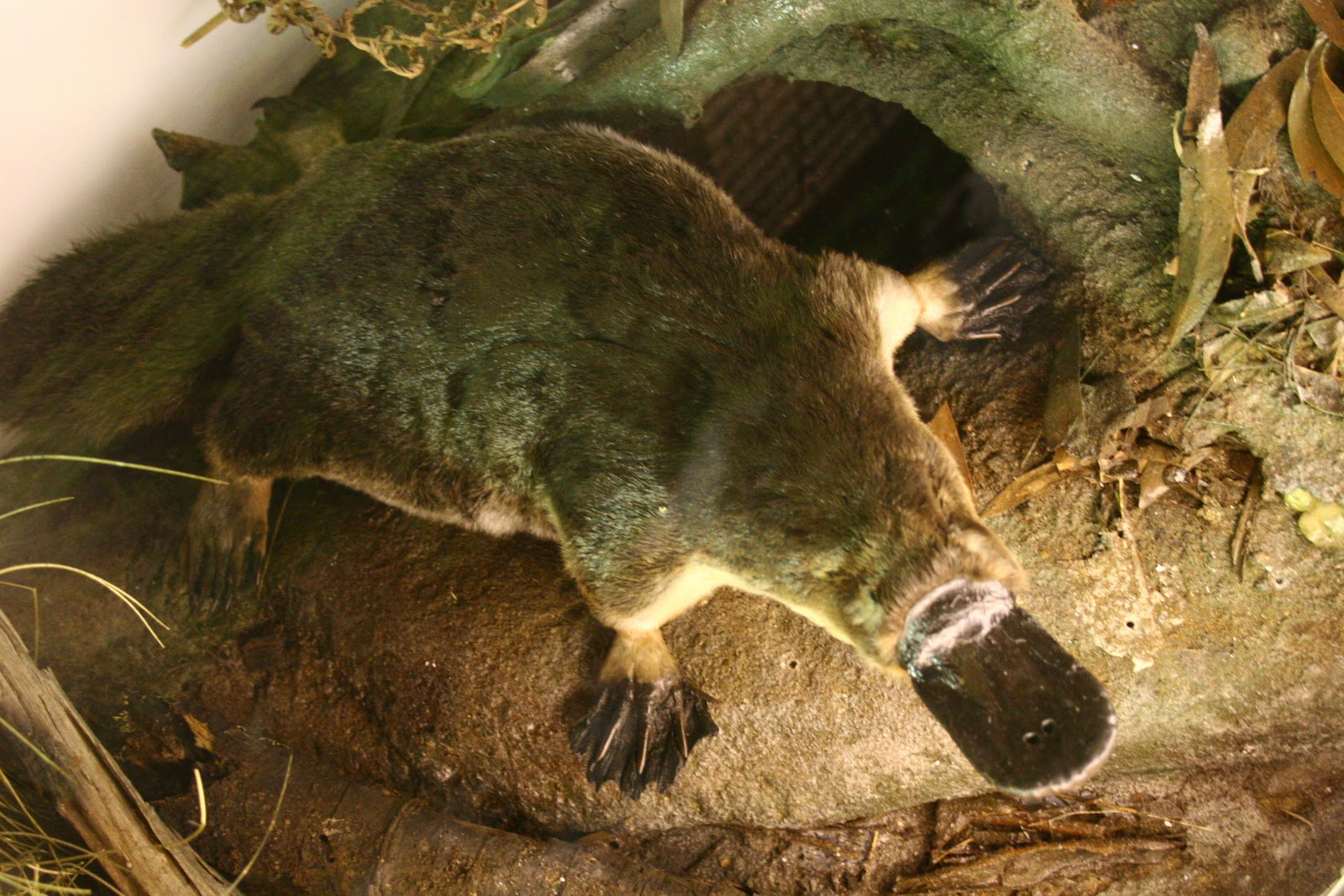 Animales Exoticos: Informacion del Ornitorrinco