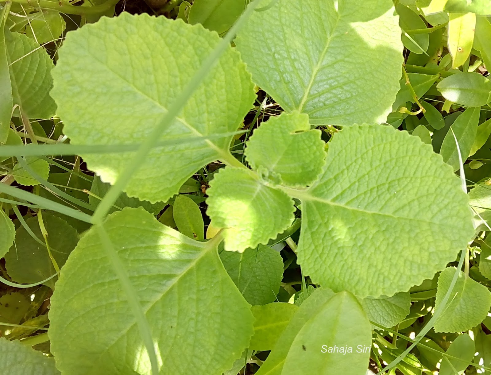Doddapatre/ Indian borage/ Saambrani