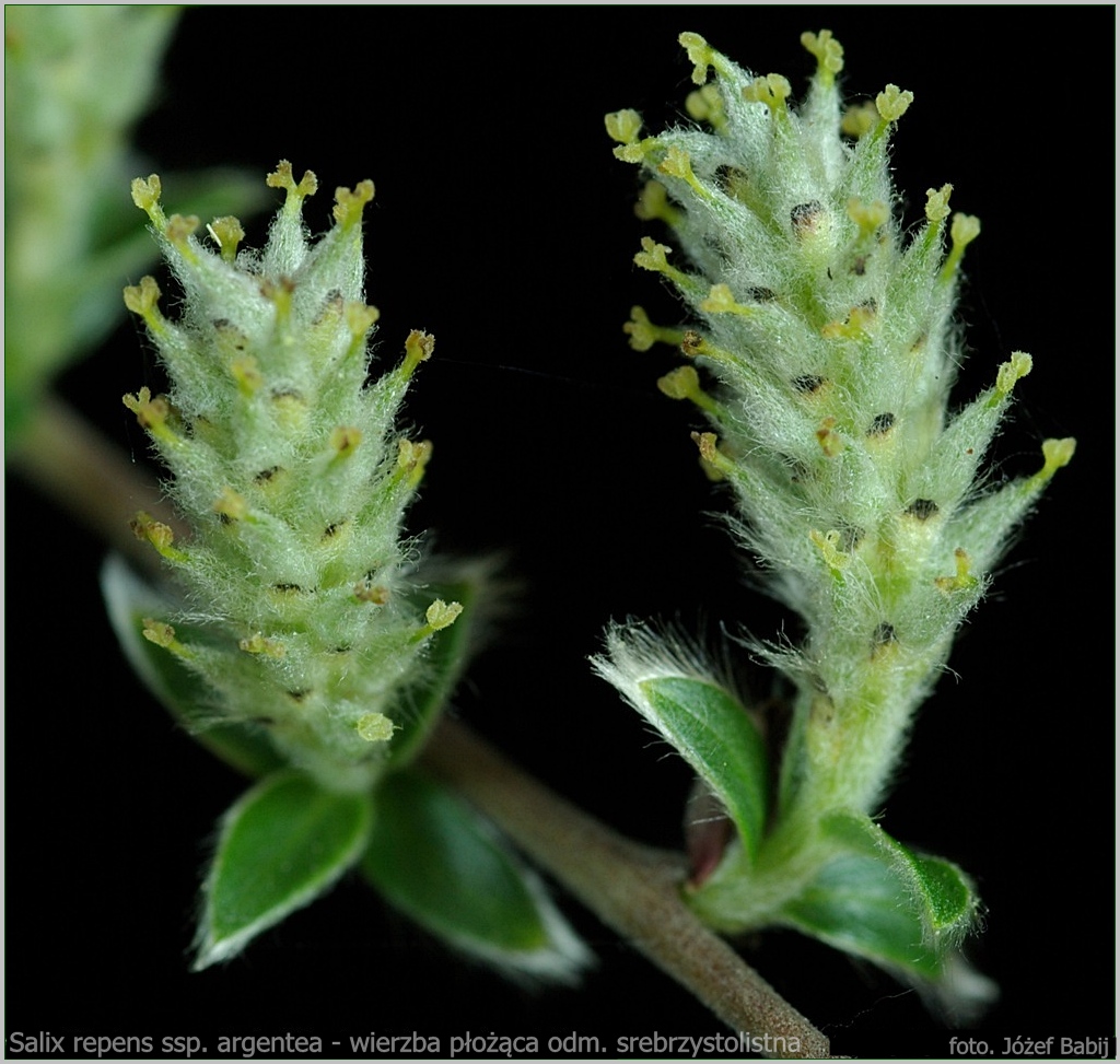 Plant Gallery - Encyklopedia Roślin: Salix repens ssp. argentea ...