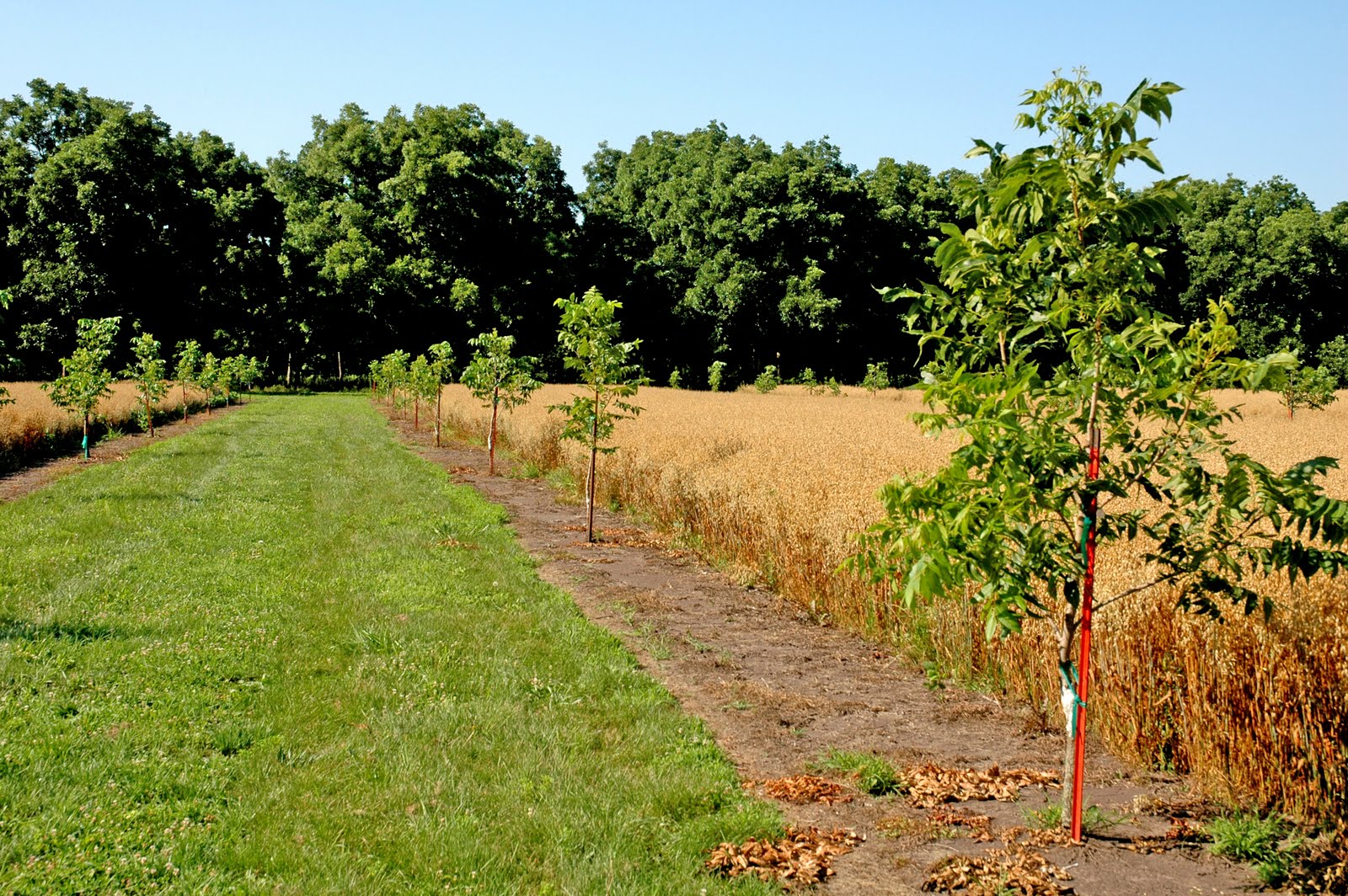 Northern Pecans: Training young pecan trees: An Introduction