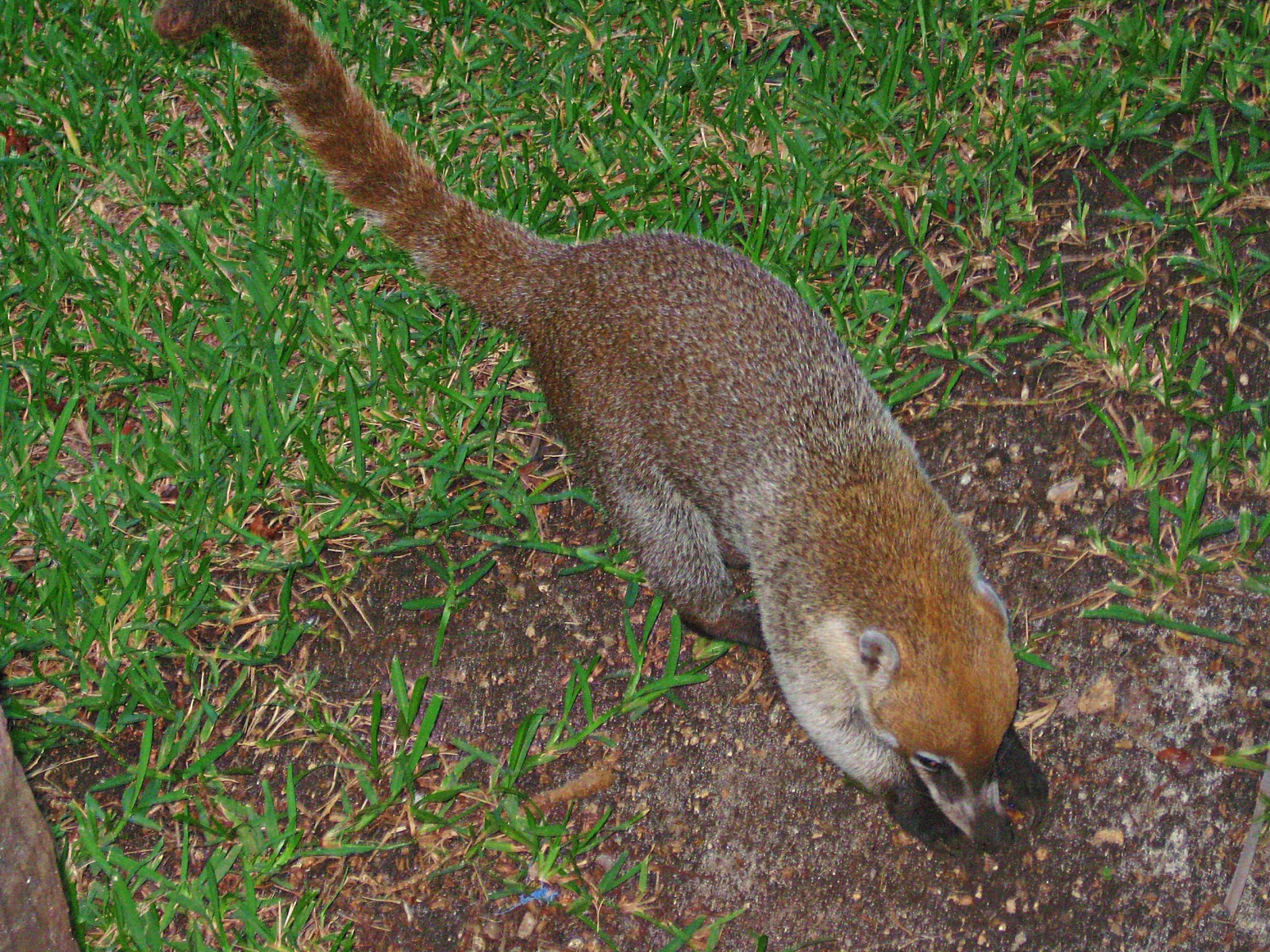 Wildlife Photography: Coati (Mexican tejon)