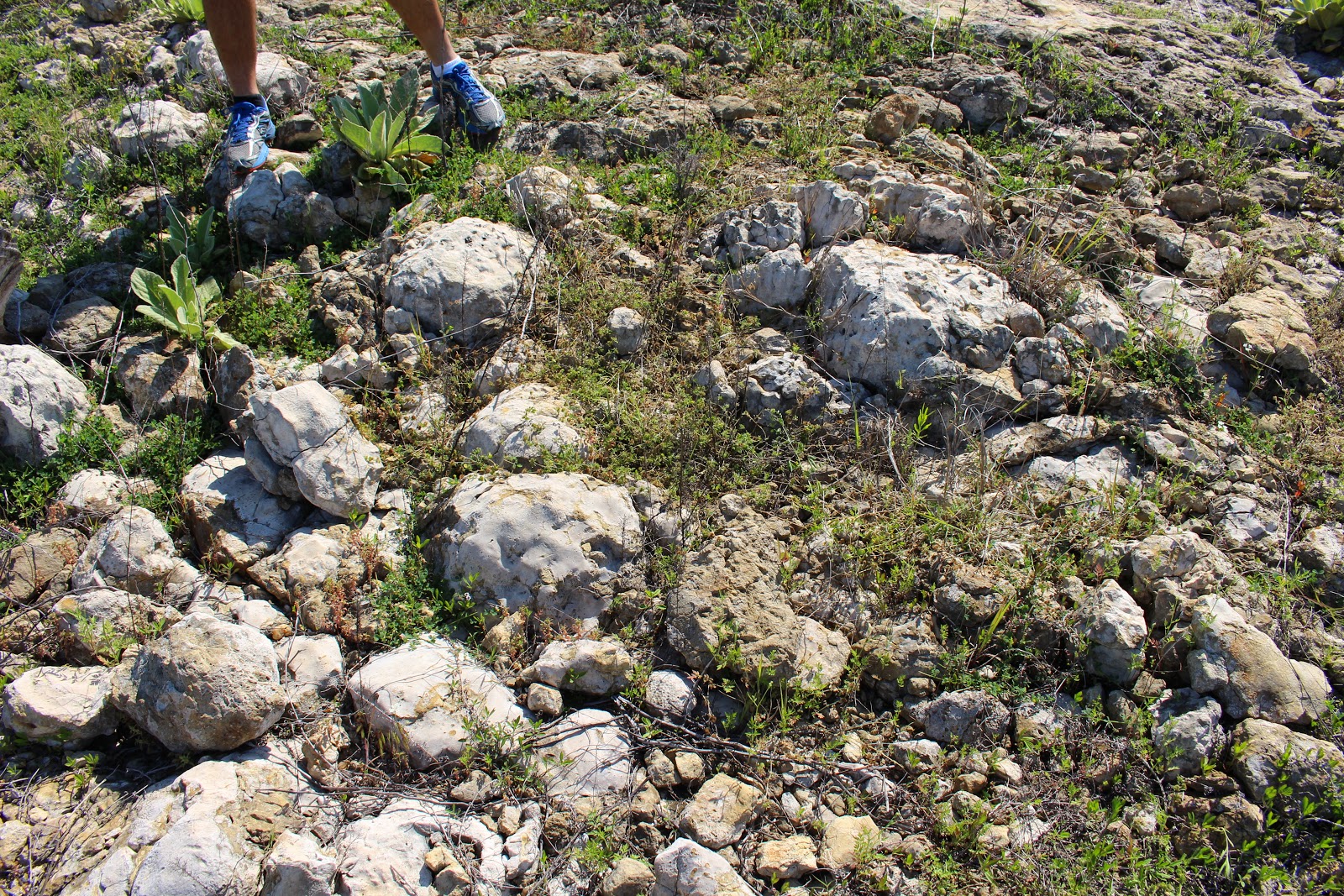 Finding Fossils...: Fossil Reefs around Austin