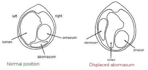 Animal science: Cow health: rumen disorders