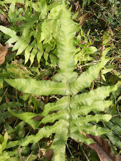 Health Benefits of FERN TREE | HOME DOCTORS