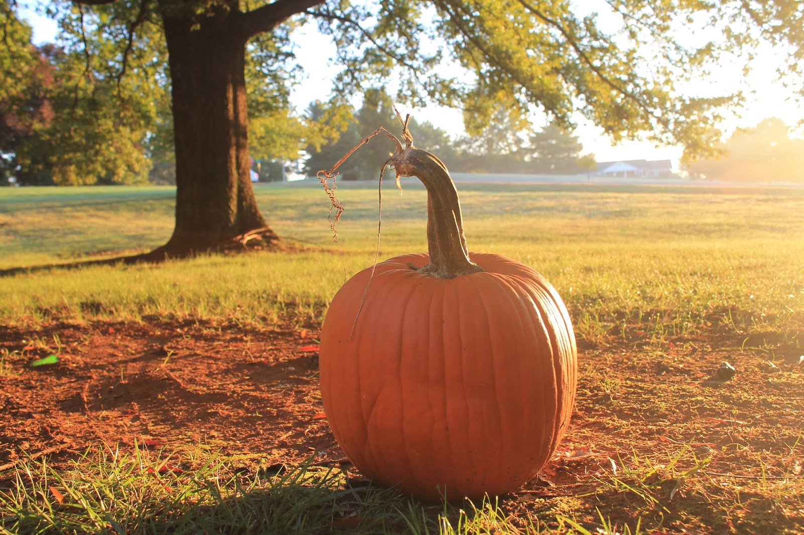 The Crunchy Leaf: Your Typical Orange Pumpkin