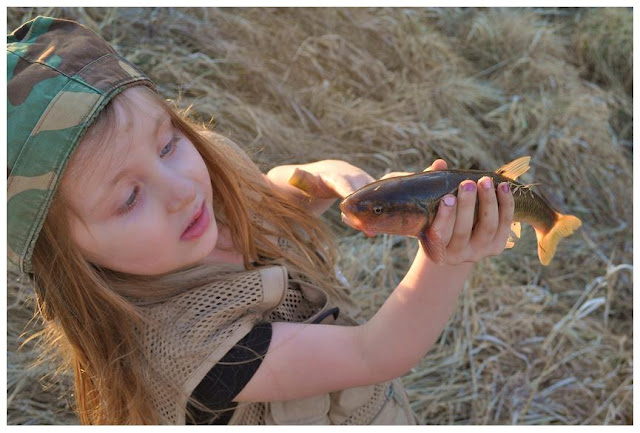.The Catching Chronicles....by Trout MaGee: The Horned Dace - "Creek Chub"