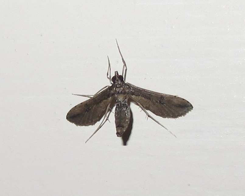 Hiking Curaçao - Flora and Fauna: Tiny Moths - kleine motten