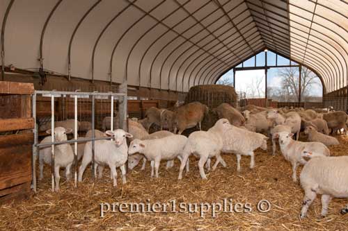 Premier Farm Diary: Nitty-Gritty of Creep Feeding
