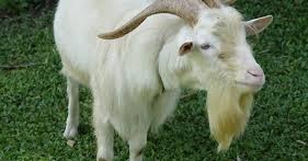 O SACRIFÍCIO DOS BODES