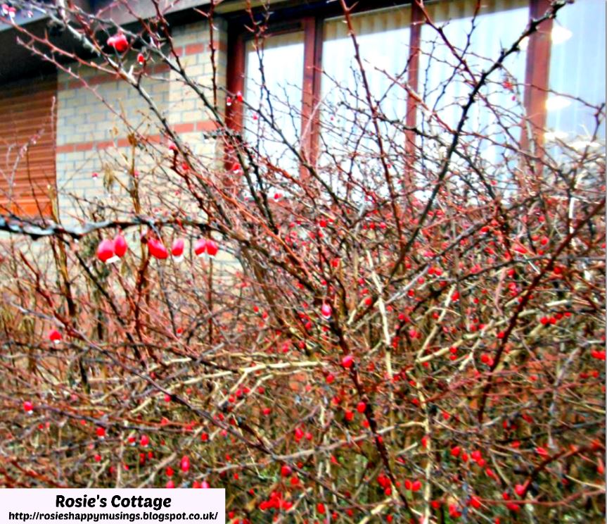 Rosie's Cottage: The Picture Perfect Project - Last Of The Scottish Holly