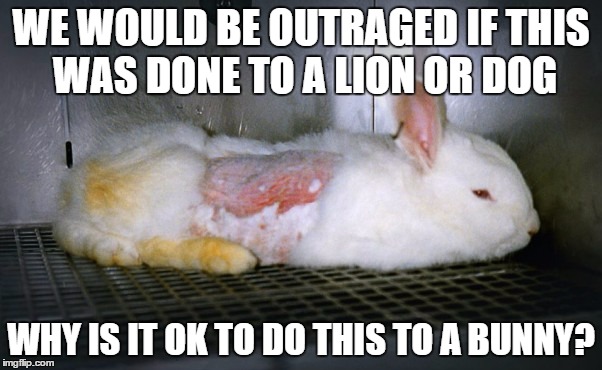 Joy of Vegan: animal testing memes to share