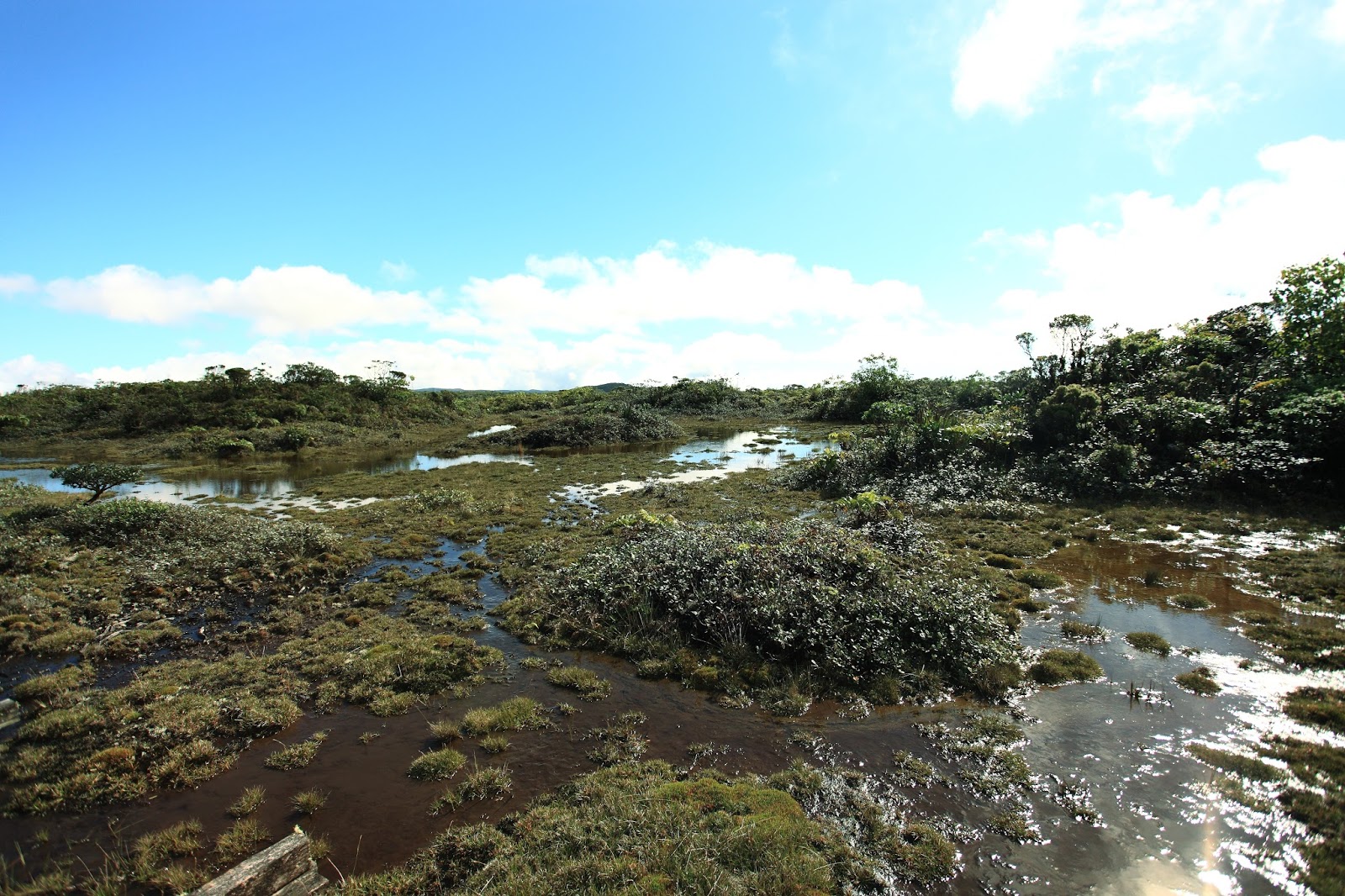 ALAKAI SWAMP TRAIL CLOUD FOREST - ADAM HAYDOCK
